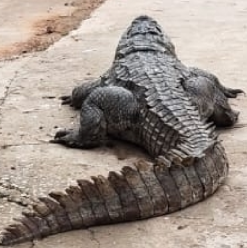 14-ft alligator caught with human body in Florida - IndiaLife.US